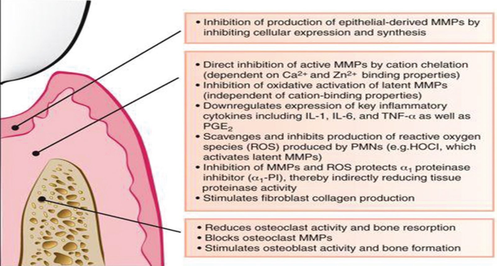 Online Open Access Dental Magazine, Journal, Publication, Dentistry Journal